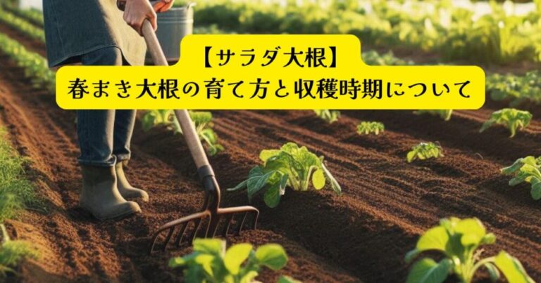 【サラダ大根】春まき大根の育て方と収穫時期について